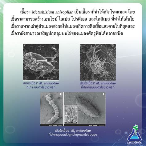 ชีวภัณฑ์กำจัดแมลงระยะไหนได้บ้าง