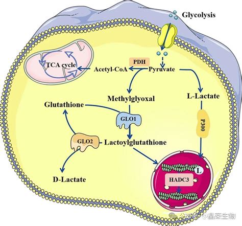 国自然热点 乳酰化调控机制及在癌症治疗中的相关性！ 知乎