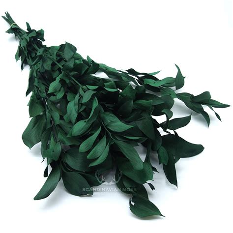 Rośliny stabilizowane - Scandinavian Moss - Hurtownia Mchu