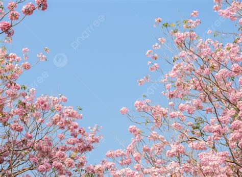 푸른 하늘에 분홍색 트럼펫 나무 또는 분홍색 Tabebuia 꽃 사진 배경 및 무료 다운로드를위한 그림 Pngtree