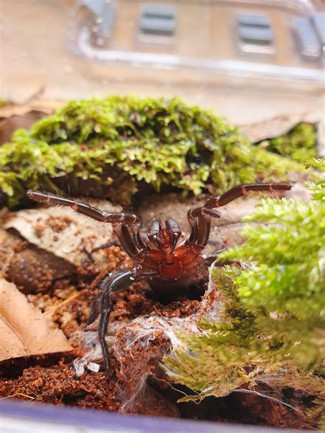 The Sydney Funnel Web Spider Atrax Robustus Widely Cosidered The
