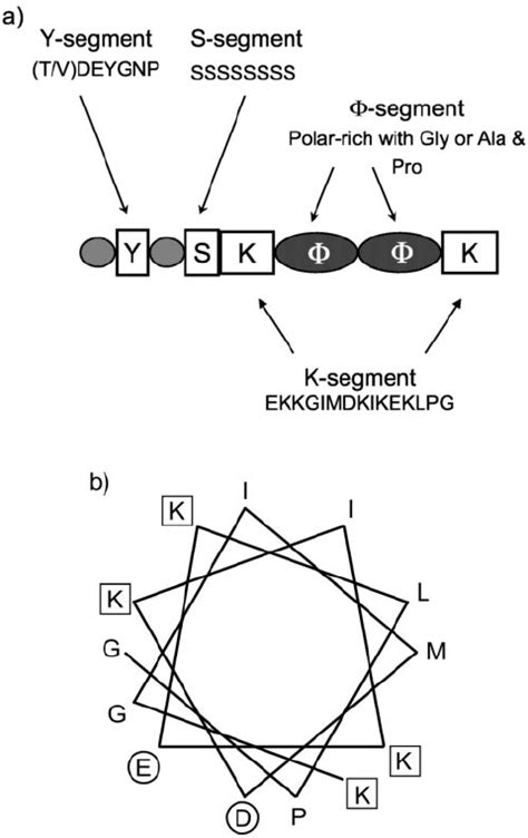 Characteristics Of Dhn1 Protein A Typical Domains Of Dhn Proteins Are