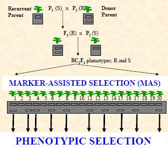 Marker Assisted Breeding