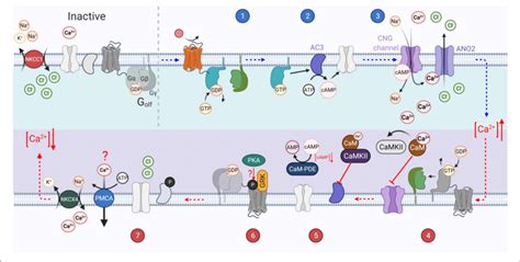 The Vertebrate Olfactory Transduction Cascade Inactivation And