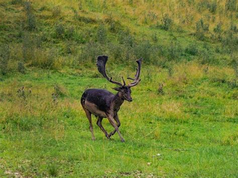 Premium Photo A Black Melanic Fallow Deer On The Grass Stag With Big