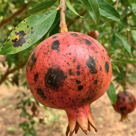 Xantho 100 Anti Viral Anti Bacterial Nematicide Liquid Raw Material