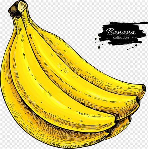 바나나 손 그리기 Png Pngwing