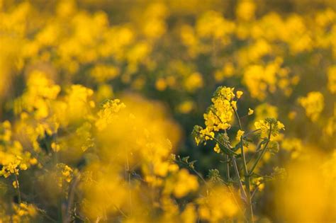 Gil Ronen On Linkedin Nrgene Canada Advances The Fight Against Canola