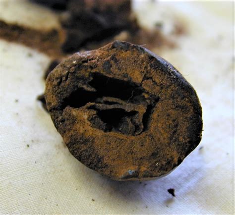 Seed Pod Fruit Cone Sycamore Fossil ID The Fossil Forum