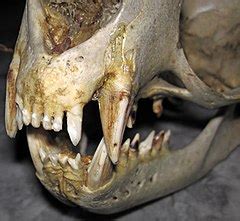 Category Callorhinus Ursinus Bones Wikimedia Commons