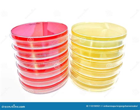 Meio De Cultura Imagem De Stock Imagem De Pilhas Agar 110190921