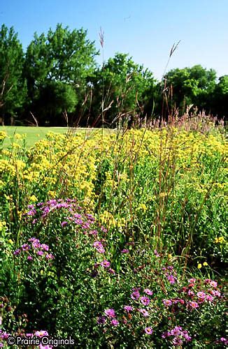 Prairie Originals Wildflowers And Native Prairie Grasses