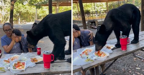 Oso sorprendió y devoró la comida de una familia en un picnic
