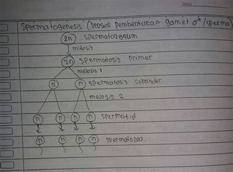 Detail Gambar Spermatogenesis Dan Keterangannya Koleksi Nomer 27