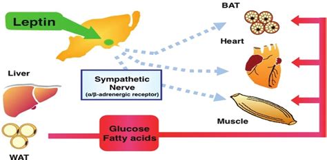 Regulatory Role Of Leptin In Glucose And Lipid Metabolism In