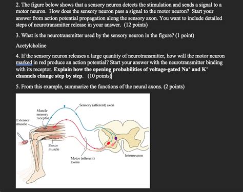 Solved The Figure Below Shows That A Sensory Neuron Chegg