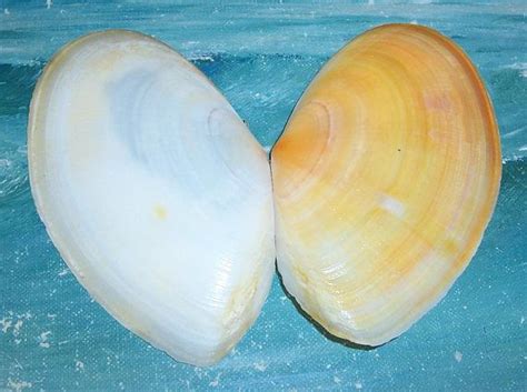 Set 6 Large To Small Matched Attached Bivalve Pairs Bright Etsy Sea Shells Pairs Filter Feeder