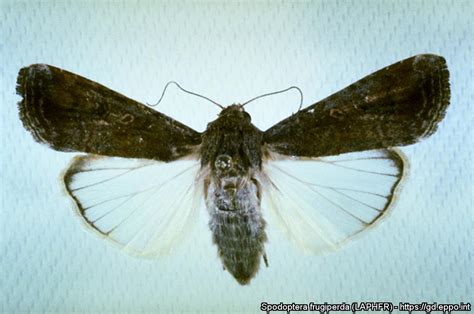 Spodoptera Frugiperda Laphfr Photos Eppo Global Database