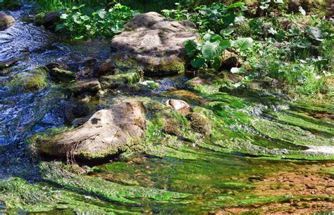 Stones And Algae In Forest Stock Image Colourbox