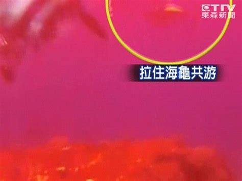 硬拉綠蠵龜後腳共游 小琉球潛水客脫序騷擾！ Ettoday寵物雲 Ettoday新聞雲