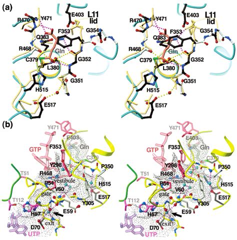 Stereo Diagrams Of The Glutaminase Active Site And The Putative Ammonia