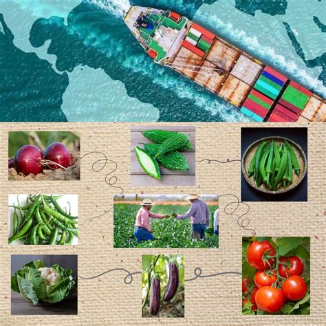 Vigneshwar C On Linkedin Indianagriculture Vegetableexports
