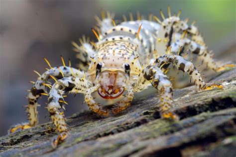 Small Insect Close Up On Wood Premium Ai Generated Image