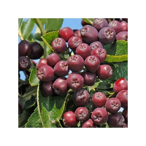 Sorbus 'Burka', sorbier à gros fruits