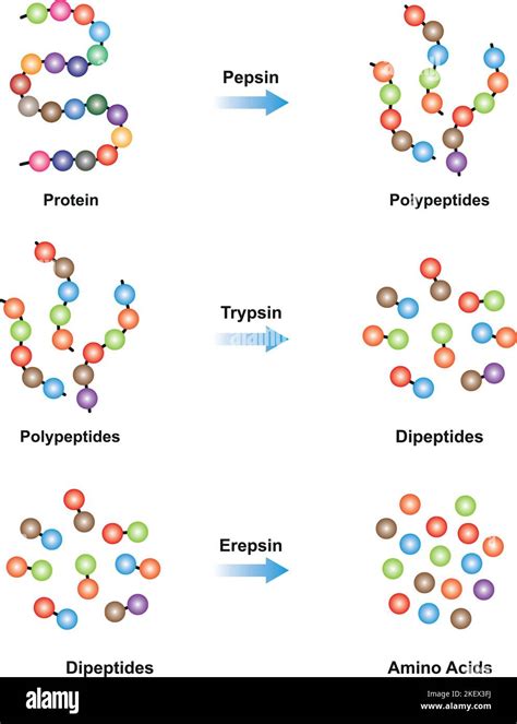 Conception Scientifique De La Digestion Des Protéines Les Enzymes De