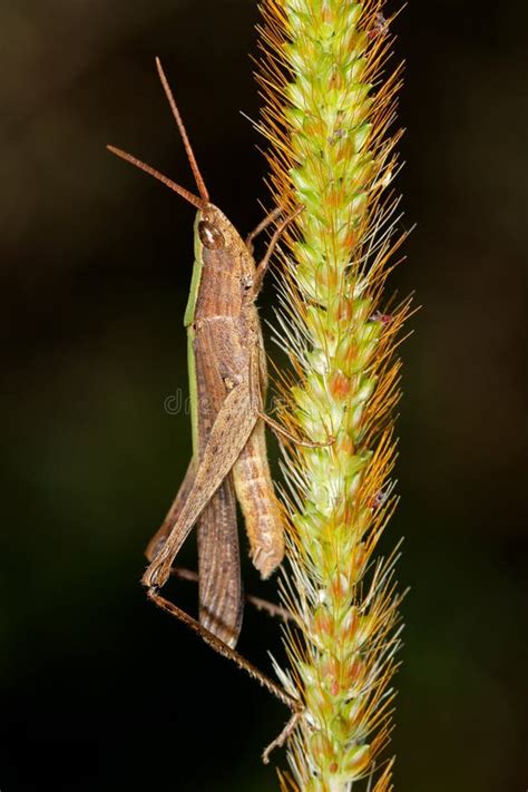 African Grasshopper On A Plant South Africa Stock Image Image Of Plant Invertebrate 395921307