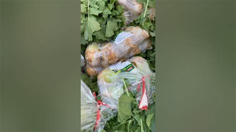 동치미 무 만원 비싸요 한단 Youtube