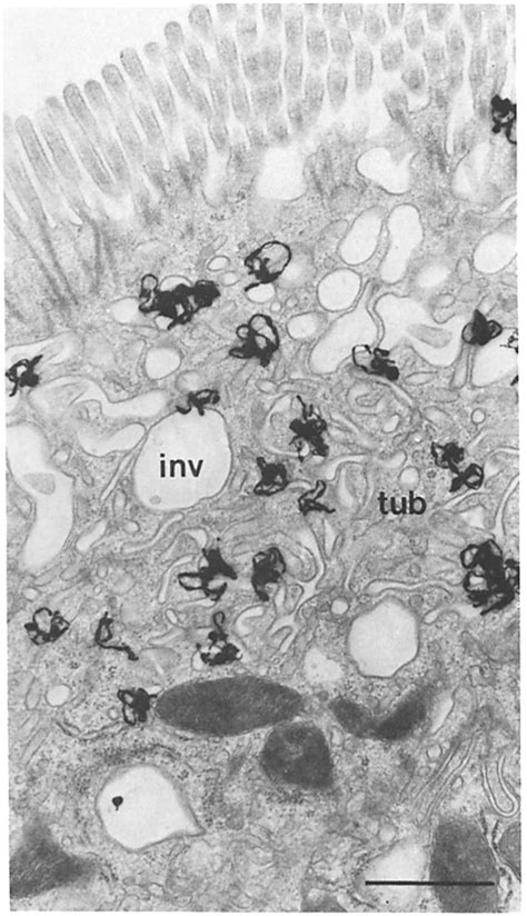 Em Autoradiograph Of The Apical Region Of An Ileal Absorptive Cell 1 H Download Scientific