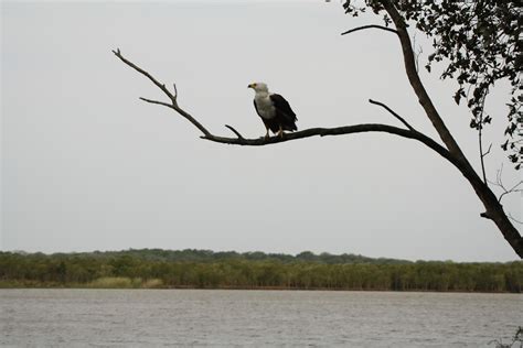 Vogels Zuid Afrika Vogels Van Zuid Afrika