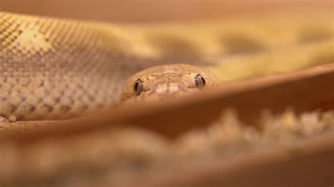 Missing Mother Found Dead Inside Python