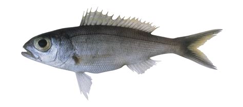 Pristipomoides Typus Fishider