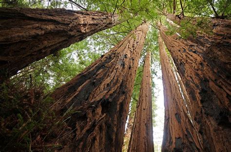 Trees Planet Sequoia Sempervirens Redwood
