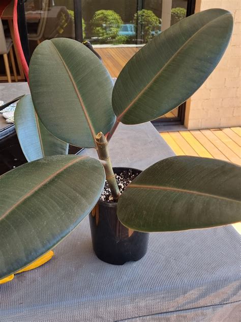 Ficus Elastica Propagating 1 Month First Cutting Going Well But
