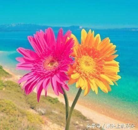 致教師你若安好歲月無恙 每日頭條