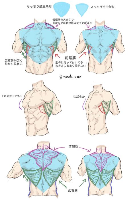 Figure Drawing Reference Anatomy Reference Drawing Reference Poses