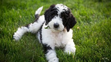 15 Of Americas Largest Bunny Breeds