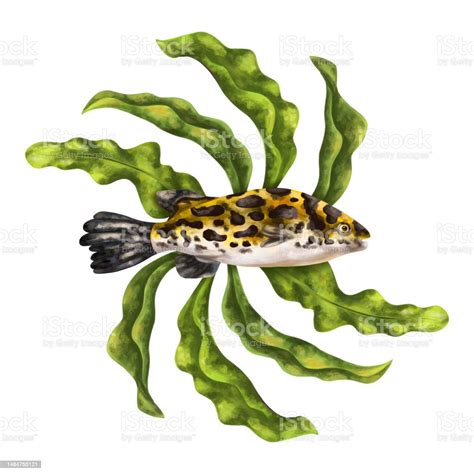 수중 세계가있는 밝은 구성 붉은 산호 해초 열대어 흰색 배경에 디지털 그림입니다 인쇄 스티커 포스터 엽서 인쇄용 구도에 대한 스톡 벡터 아트 및 기타 이미지 Istock