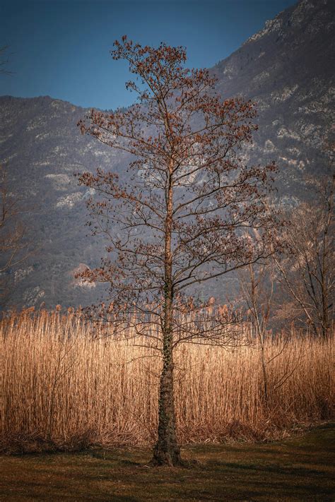 Grass No Background Photos Download The Best Free Grass No Background