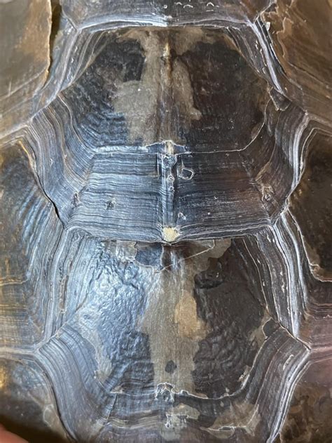Shell Rot Off White Dot And Discoloration On The Carapace Ps