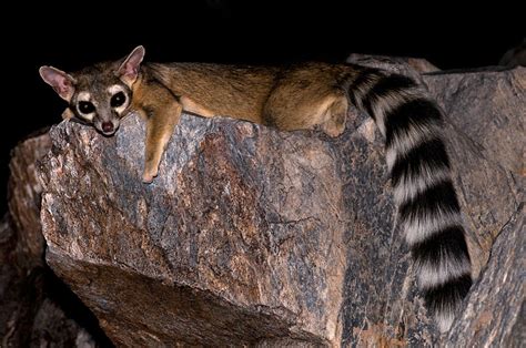 Ubuntu 1304 Codename Announced Raring Ringtail ~ Web Upd8 Ubuntu