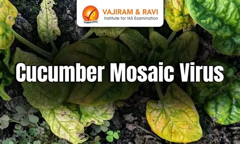 Cucumber Mosaic Virus Cmv Cause Symptoms Treatment
