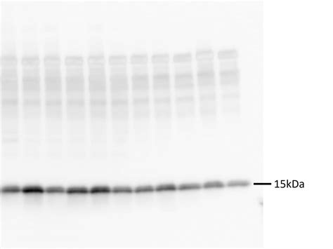Humanmouse Vamp 1 Antibody Af4828 Randd Systems