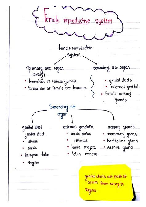 Solution Female Reproductive System Studypool