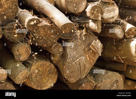 Logging Spider