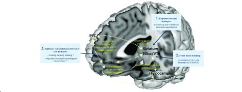 Dopamine Modulates The Encoding And Consolidation Of Fear Extinction Download Scientific
