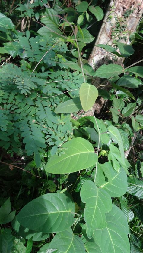 Passiflora Balbis From Caracaraí State Of Roraima 69360 000 Brazil